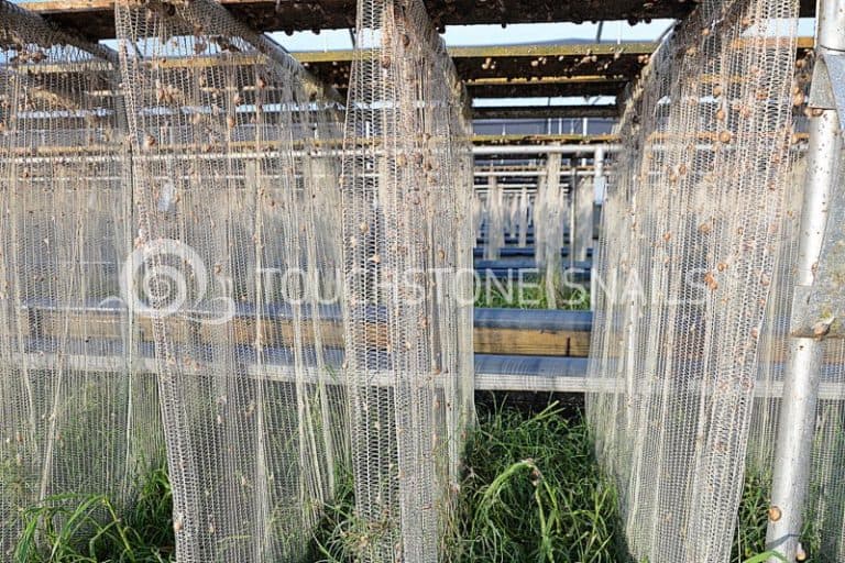 Snail Breeding | Using the curtain method in a snail farm