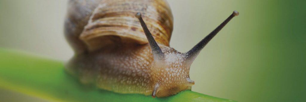 Snail Breeding | Using the curtain method in a snail farm